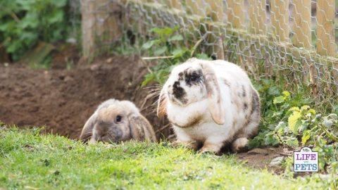 How To Make The Perfect Rabbit Digging Box For Indoor And Outdoor ...