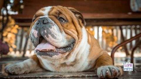 National Bulldogs Are Beautiful Day: The Cute And Lovable Breed : 21st ...