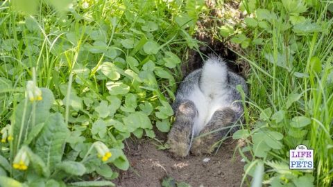 How To Make The Perfect Rabbit Digging Box For Indoor And Outdoor ...