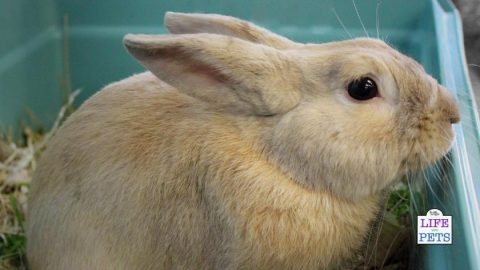 How To Make The Perfect Rabbit Digging Box For Indoor And Outdoor ...