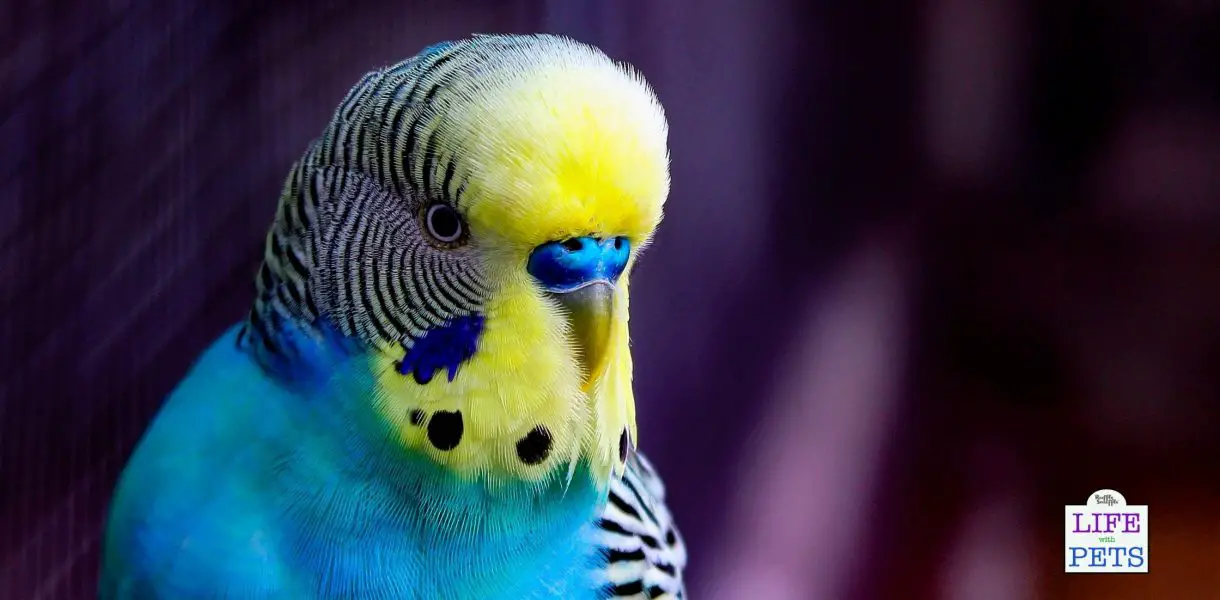 Budgie Enrichment: Practical Guide On How To Entertain Your Budgerigar ...