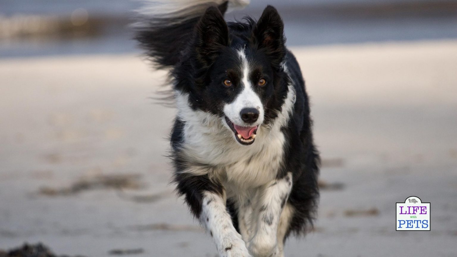 30 Fun Enrichment Activities To Calm Down Your High Energy Dog • 2023 ...