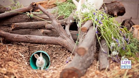 Rabbit Enrichment: Practical Guide On How To Keep Your Rabbit Happy ...