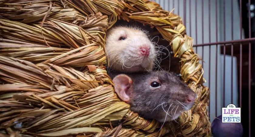 Providing Rat Enrichment: How You Can Make Sure Your Pet Is Feeling ...