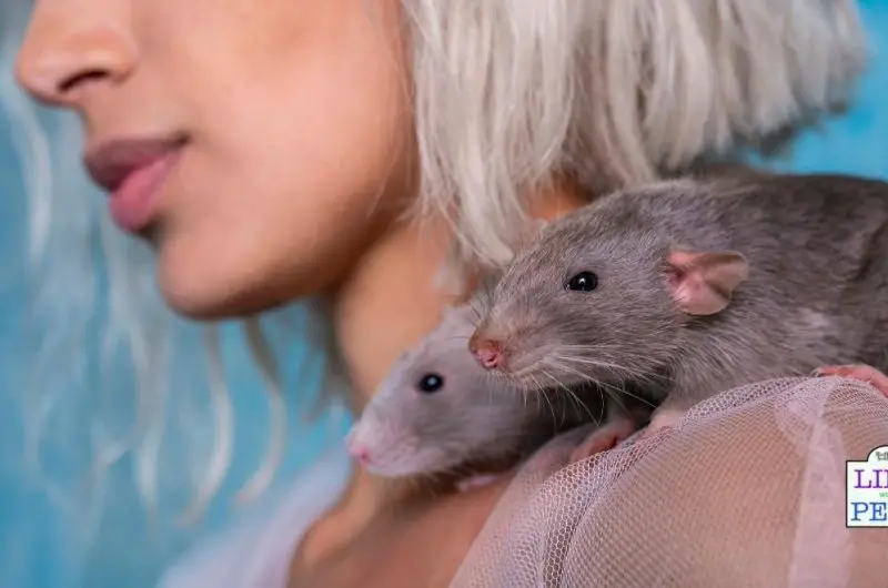 Rat Life Archives | Life With Pets By Ruffle Snuffle