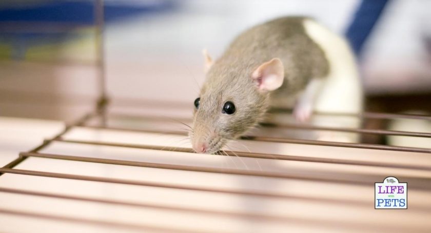 Providing Rat Enrichment: How You Can Make Sure Your Pet Is Feeling ...