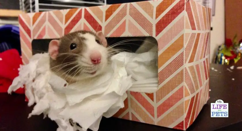 Providing Rat Enrichment: How You Can Make Sure Your Pet Is Feeling ...