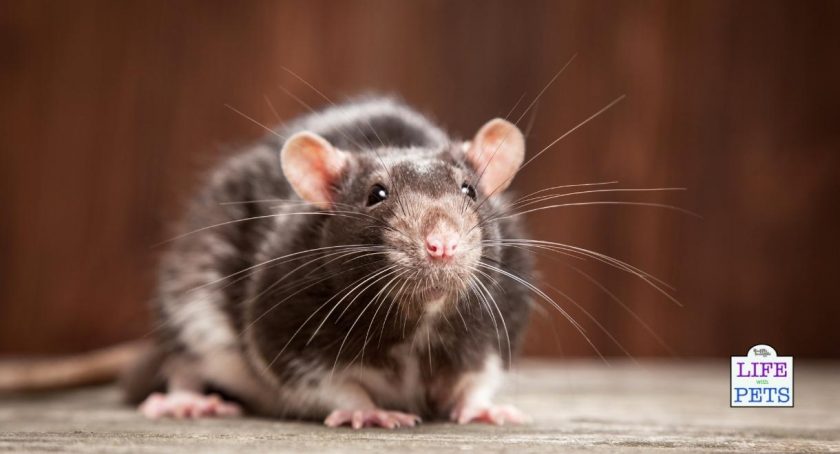 Providing Rat Enrichment: How You Can Make Sure Your Pet Is Feeling ...