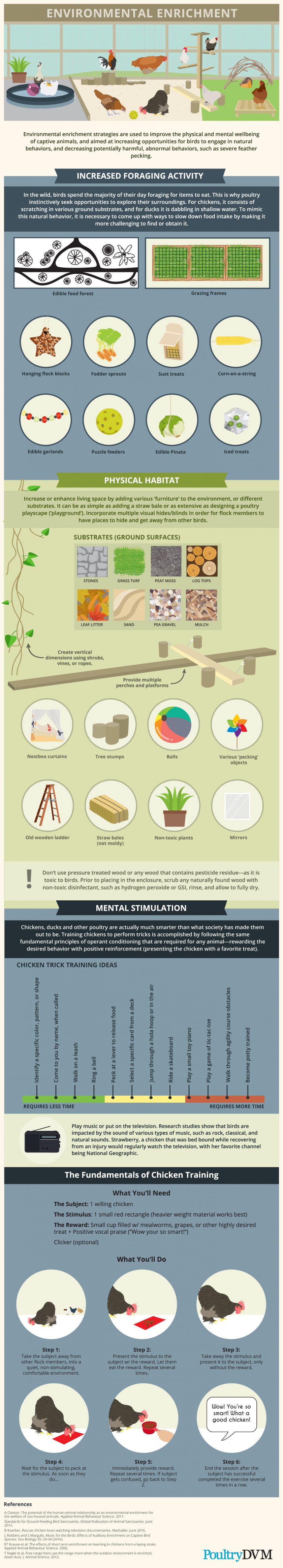 Backyard Chicken Enrichment: A Guide For Keeping The Happiest Chickens ...