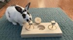 Rabbit Enrichment: Practical Guide On How To Keep Your Rabbit Happy ...