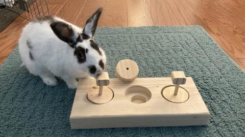 Rabbit Enrichment: Practical Guide On How To Keep Your Rabbit Happy ...