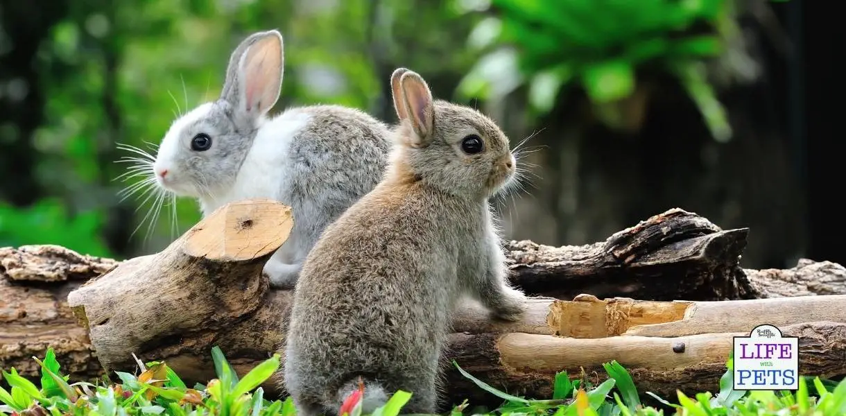 Rabbit Enrichment: Practical Guide On How To Keep Your Rabbit Happy ...