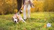 8 Proven Ways To Stop Your Dog From Scavenging On Walks • 2024 Ruffle ...