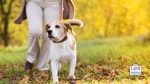 8 Proven Ways To Stop Your Dog From Scavenging On Walks • 2024 Ruffle ...