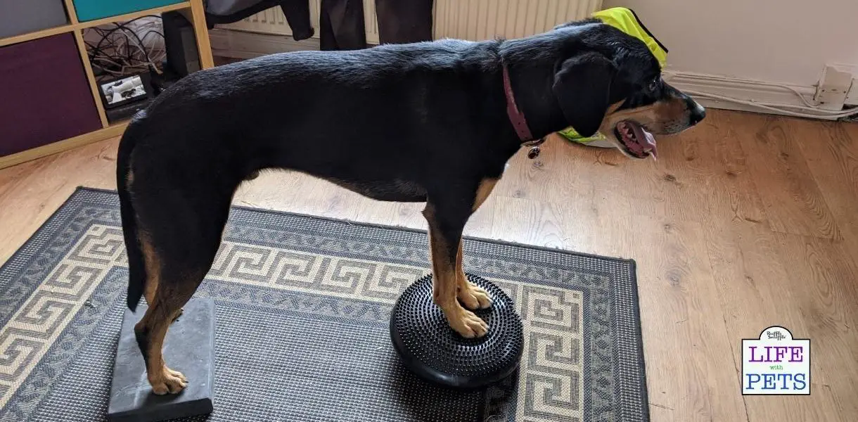 How To Condition Your Canine Athlete Like A Pro : Expert Advice • 2023 ...