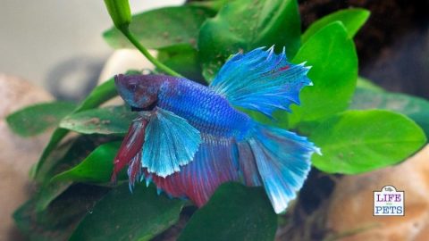 6 Steps To A Happier Betta Fish: Your Comprehensive Guide To Enrichment ...