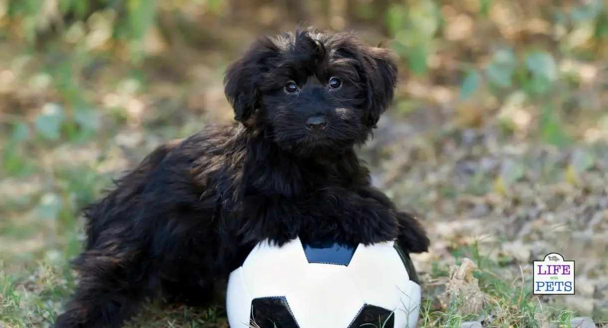11-fun-ideas-for-puppy-enrichment-activities-without-food-2023