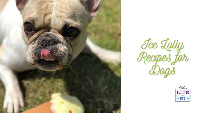 Puppy Ice Pops - Keep Your Dog Happy And Refreshed This Summer [4 ...