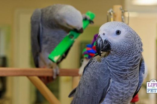 Parrot Life Archives | Life With Pets By Ruffle Snuffle