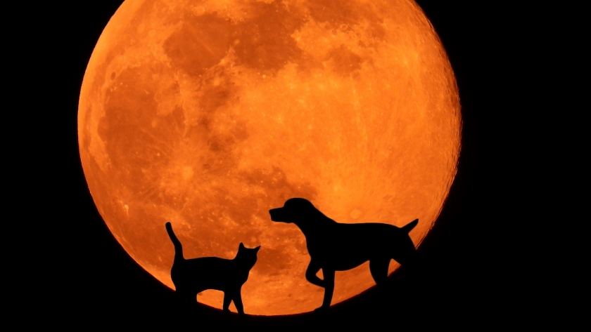 How The Full Moon Can Affect Your Pets Behaviour • 2022 Ruffle Snuffle