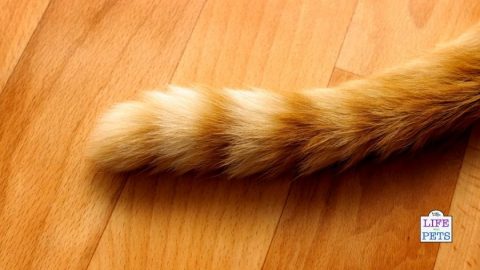 A-Z Guide: Why Do Cats Wag Their Tails? • 2023 Ruffle Snuffle