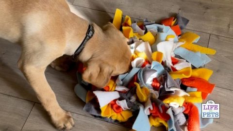 5 Ways To Use A Snuffle Mat With Your Dog: Canine Enrichment Ideas ...