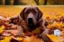 What I Wish I'd Known About Acorn Poisoning In Dogs: Signs, Prevention ...