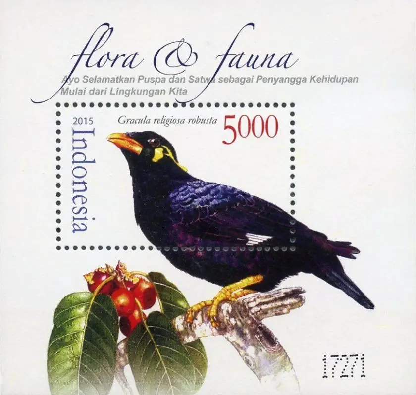 All About Graculas, The Talking Hill Myna Birds: Species Info With ...