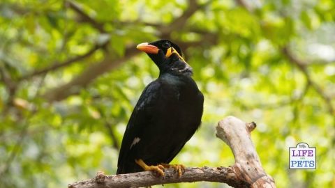 All About Graculas, The Talking Hill Myna Birds: Species Info With ...