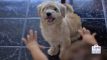 How To Introduce A Puppy To A Child - Expert Tips For A Smooth ...