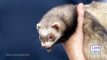 Keeping Pet Ferrets: The Complete Guide For Beginners