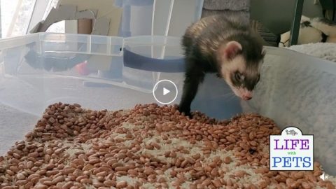 Build Your Ferret A Dig Box - Fun And Easy DIY Project • 2025 Ruffle ...