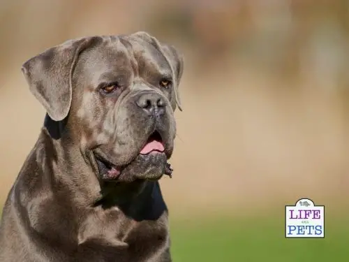 Unveiling The Top 7 Dogs With The Strongest Bite Force: Is Your Canine ...