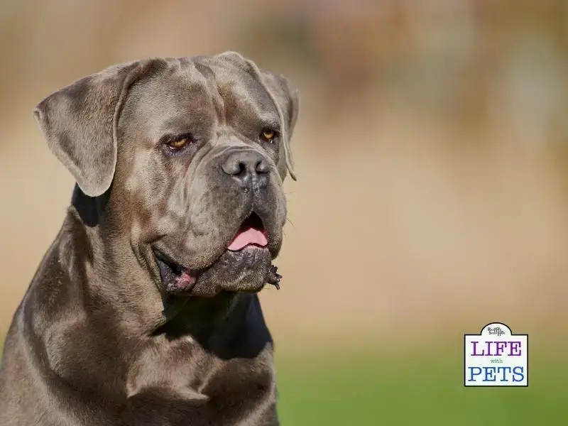 What Is The Bite Force Of A Cane Corso