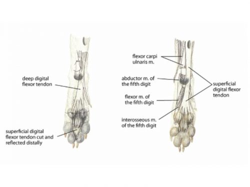 Dog Paw Anatomy 101: Everything You Need To Know • 2025 Ruffle Snuffle