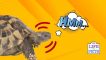 Why Tortoises And Turtles Bob Their Head: The Science Behind The ...