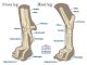 Dog Paw Anatomy 101: Everything You Need To Know • 2025 Ruffle Snuffle