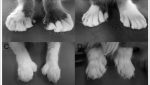 Cat Paw Anatomy 101: Everything You Need To Know • 2024 Ruffle Snuffle