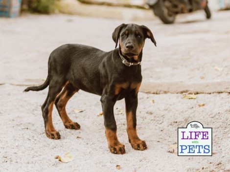 Dog Paw Anatomy 101: Everything You Need To Know • 2026 Ruffle Snuffle