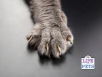 Cat Paw Anatomy 101: Everything You Need To Know • 2024 Ruffle Snuffle