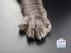 Cat Paw Anatomy 101: Everything You Need To Know • 2024 Ruffle Snuffle