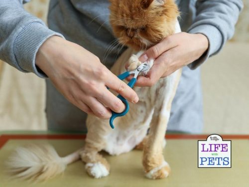 Cat Paw Anatomy 101: Everything You Need To Know • 2024 Ruffle Snuffle