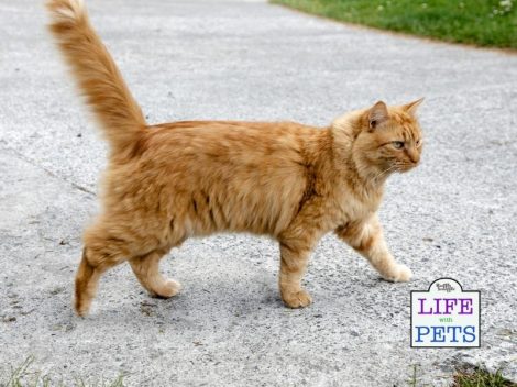 Cat Paw Anatomy 101: Everything You Need To Know • 2024 Ruffle Snuffle