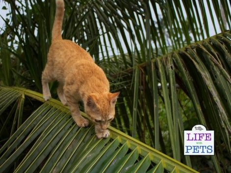 Cat Paw Anatomy 101: Everything You Need To Know • 2024 Ruffle Snuffle