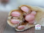 Cat Paw Anatomy 101: Everything You Need To Know • 2024 Ruffle Snuffle