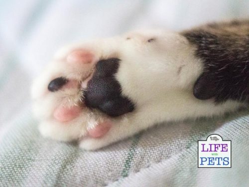 Cat Paw Anatomy 101: Everything You Need To Know • 2024 Ruffle Snuffle