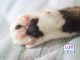 Cat Paw Anatomy 101: Everything You Need To Know • 2024 Ruffle Snuffle
