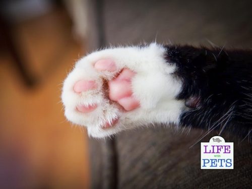 Cat Paw Anatomy 101: Everything You Need To Know • 2024 Ruffle Snuffle