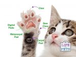 Cat Paw Anatomy 101: Everything You Need To Know • 2024 Ruffle Snuffle