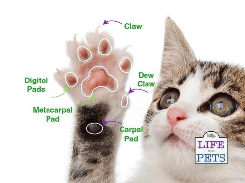 Cat Paw Anatomy 101: Everything You Need To Know • 2024 Ruffle Snuffle